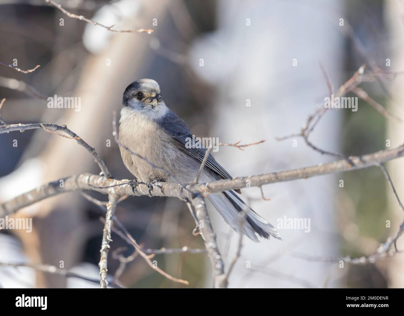 Grey jay bird watching hi-res stock photography and images - Alamy