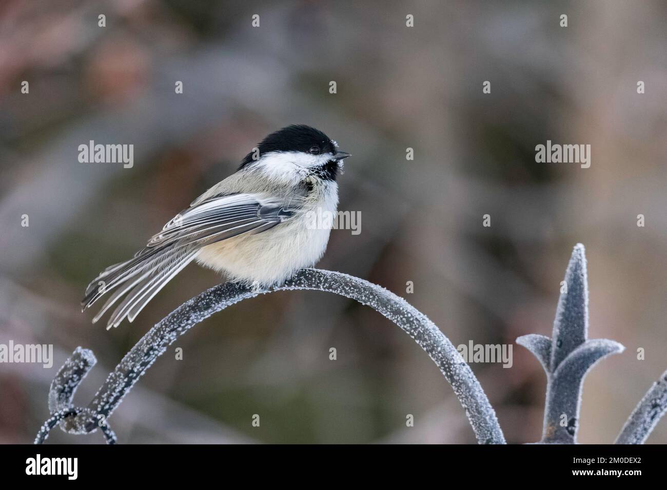 Black-capped Chickadee During Winter in Alaska Stock Photo - Alamy