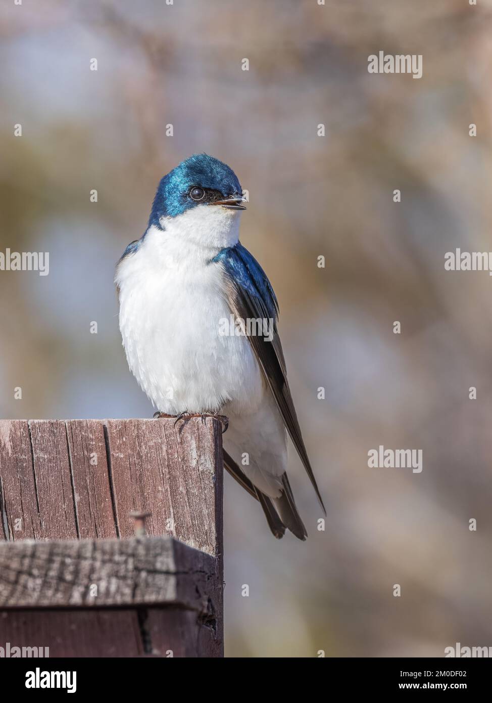 Tree swallow migratory passerine hi-res stock photography and images ...