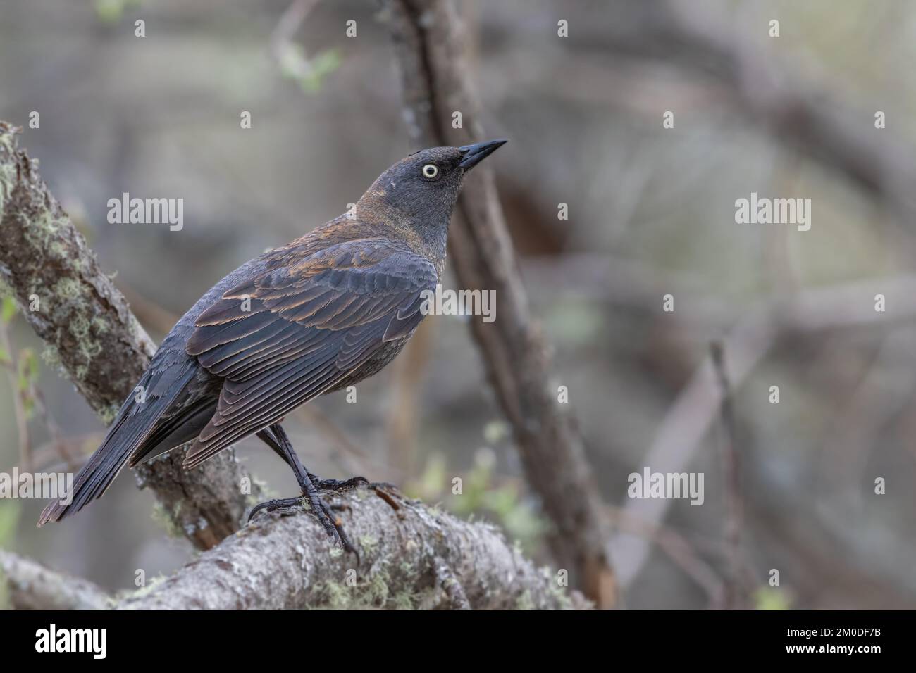 Icterid passerine hi-res stock photography and images - Alamy