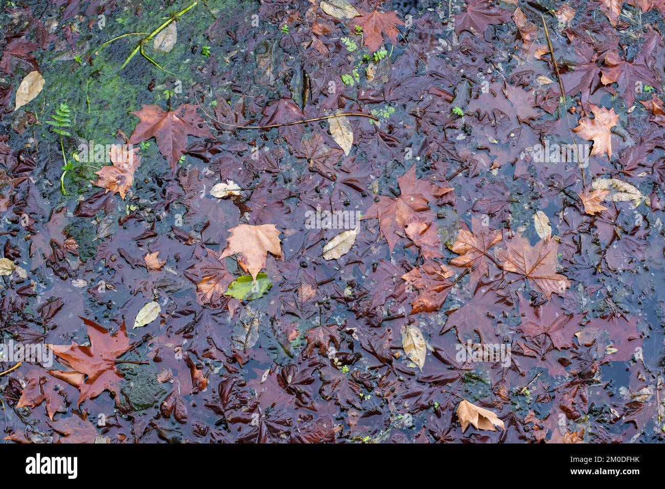 Florecer en un árbol hi-res stock photography and images - Alamy