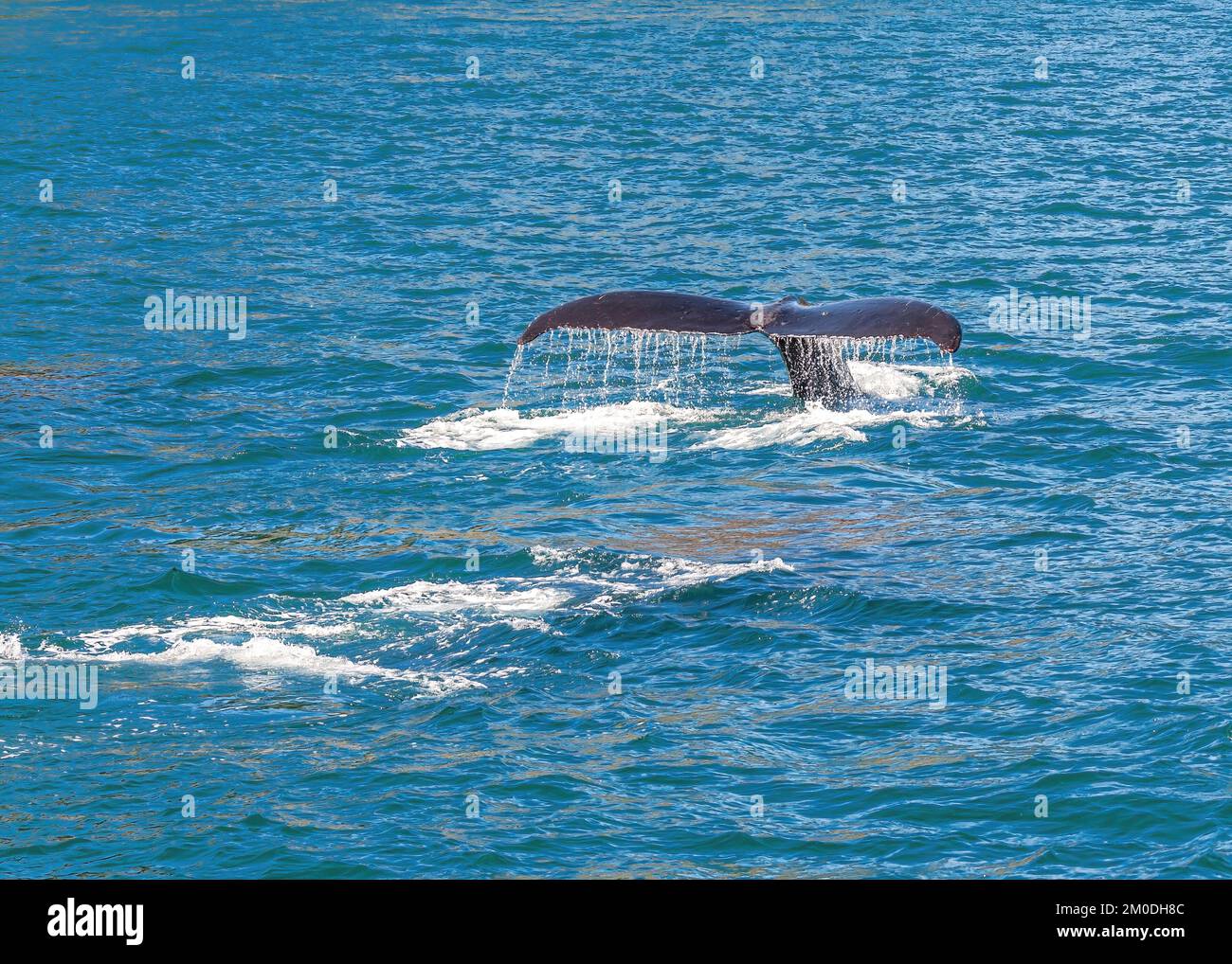 Whales Jumping Out Of Water Next To Surfer