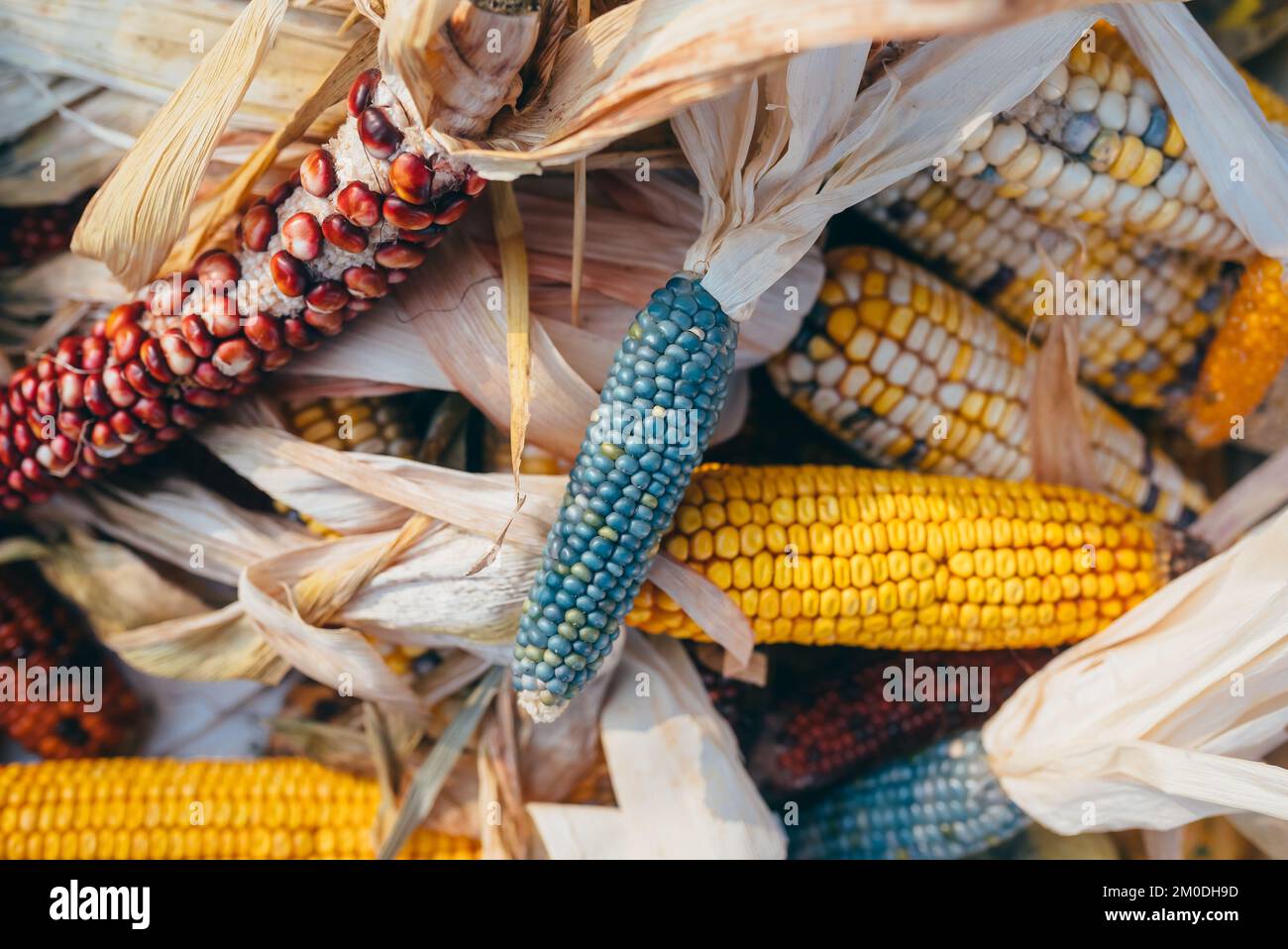Colorful cobs of ornamental corn lie side by side Stock Photo - Alamy
