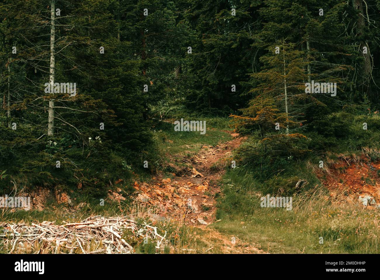 An uneven pathway between pine trees in a forest Stock Photo - Alamy