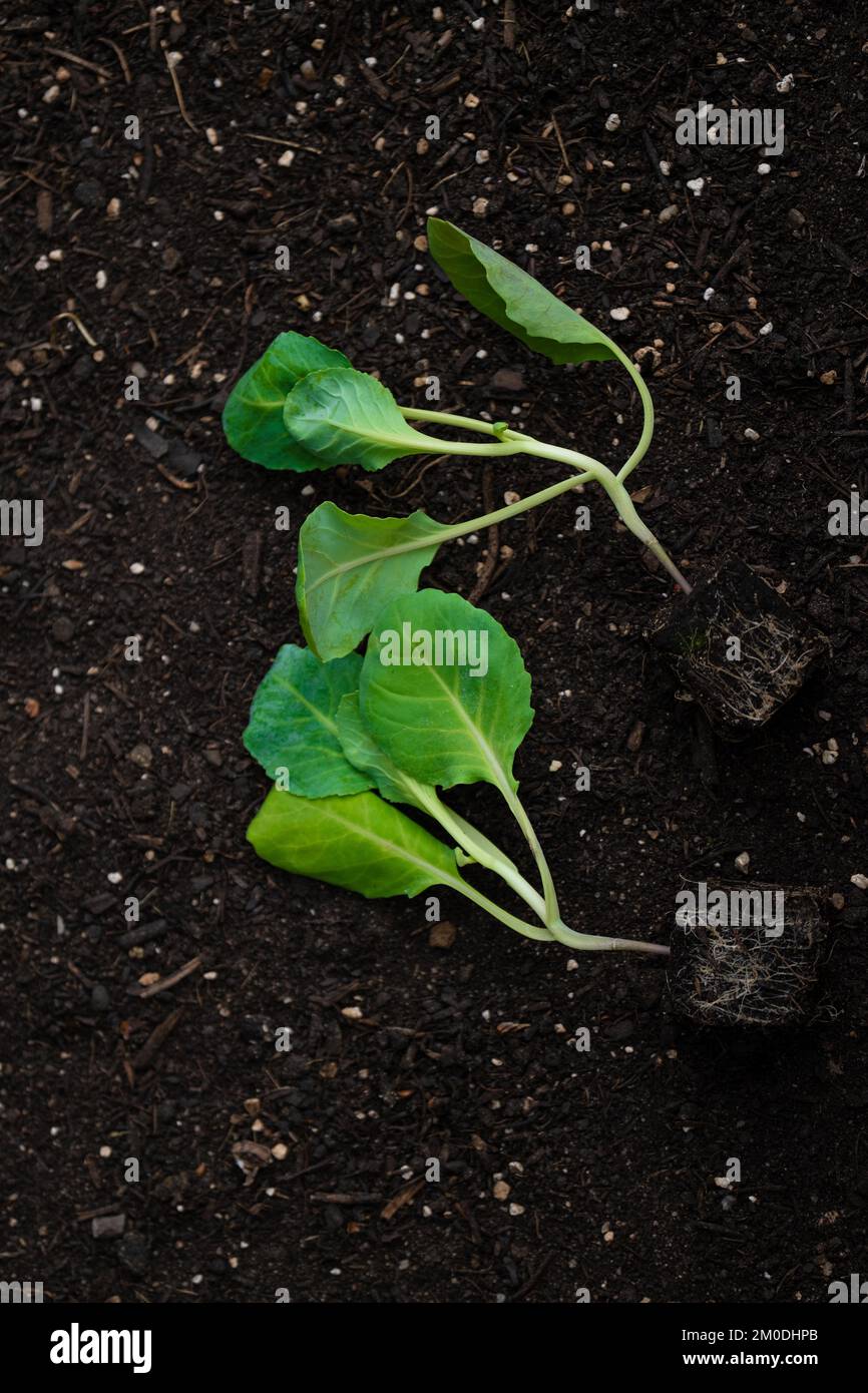 Cauliflower seedlings on the ground.green vegetables seedling. Growing ...