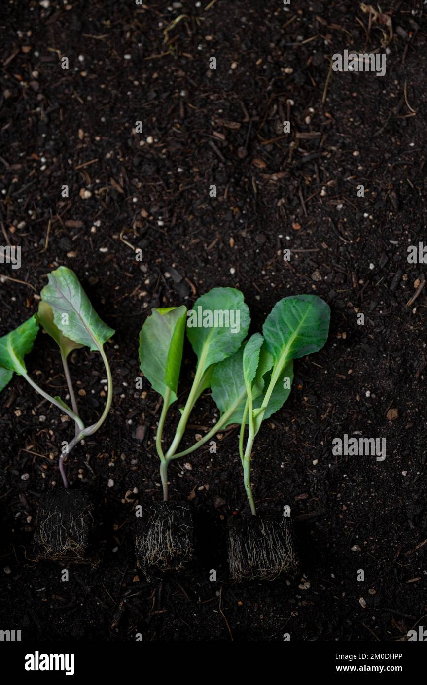 Cauliflower seedlings.green vegetables seedling. Growing pure bio vegetables in your own garden ...