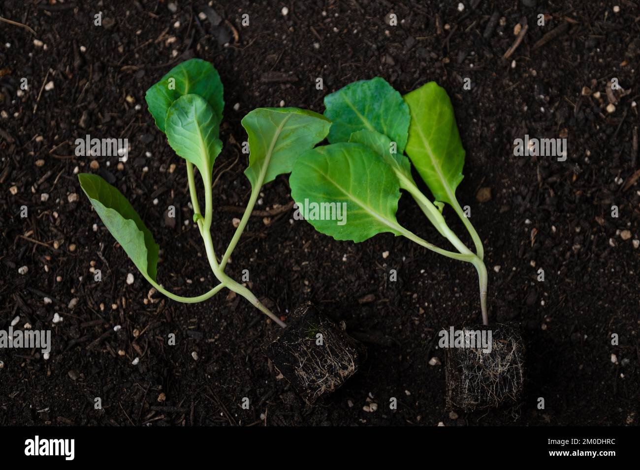 Cauliflower seedlings on the ground close-up.green vegetables seedling. Growing pure bio ...
