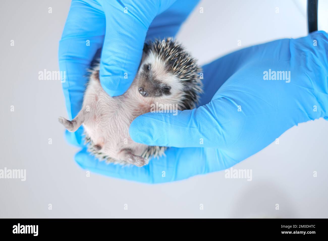 Prickly animals hi-res stock photography and images - Alamy