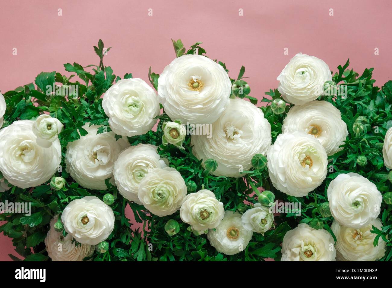 White ranunculus flowers border on pink background.Floral card in white ...