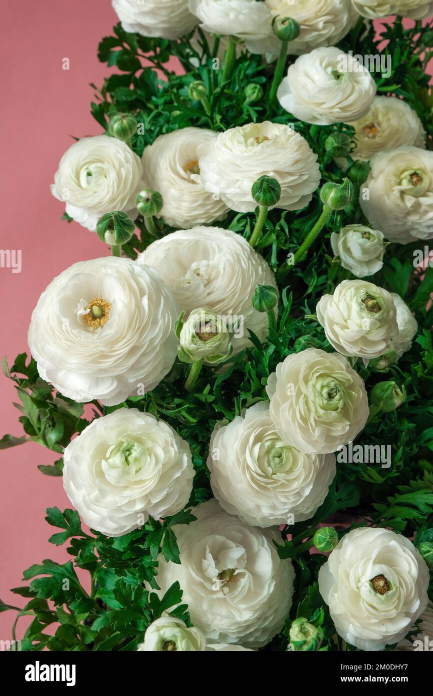 White ranunculus flowers border.Floral card in white and pink colors ...