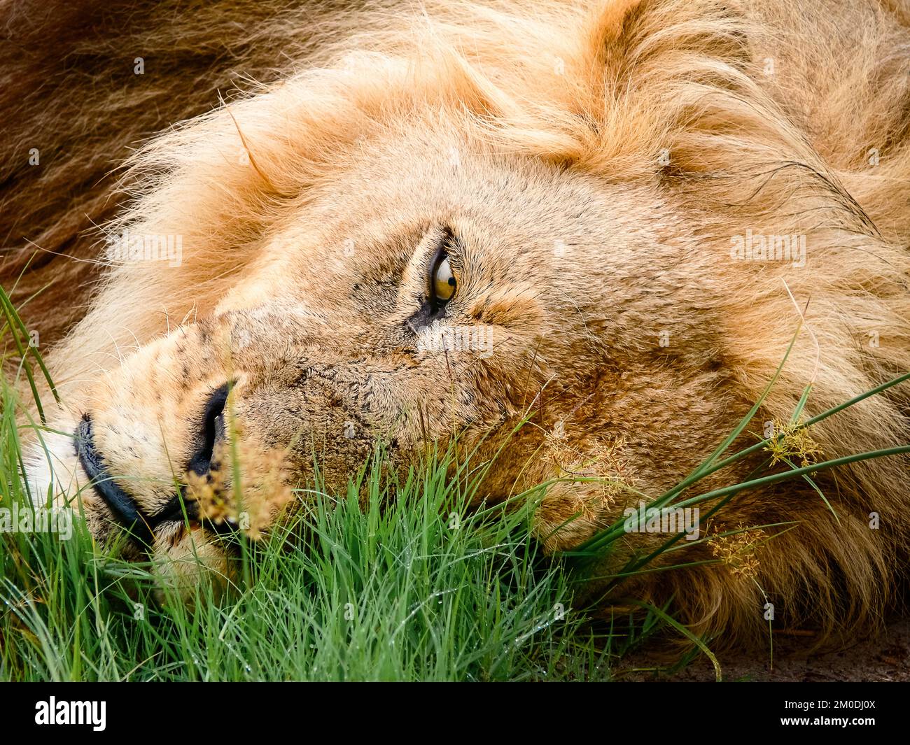 A male, African lion rest on its side while keeping one watchful eye ...