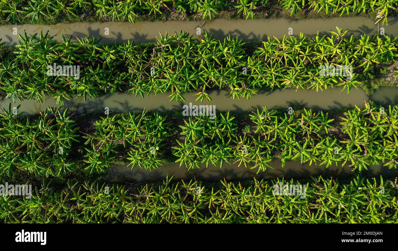 Aerial view of Cultivation trees and plantation in outdoor nursery ...