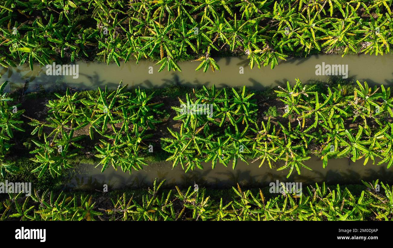 Aerial view of Cultivation trees and plantation in outdoor nursery ...