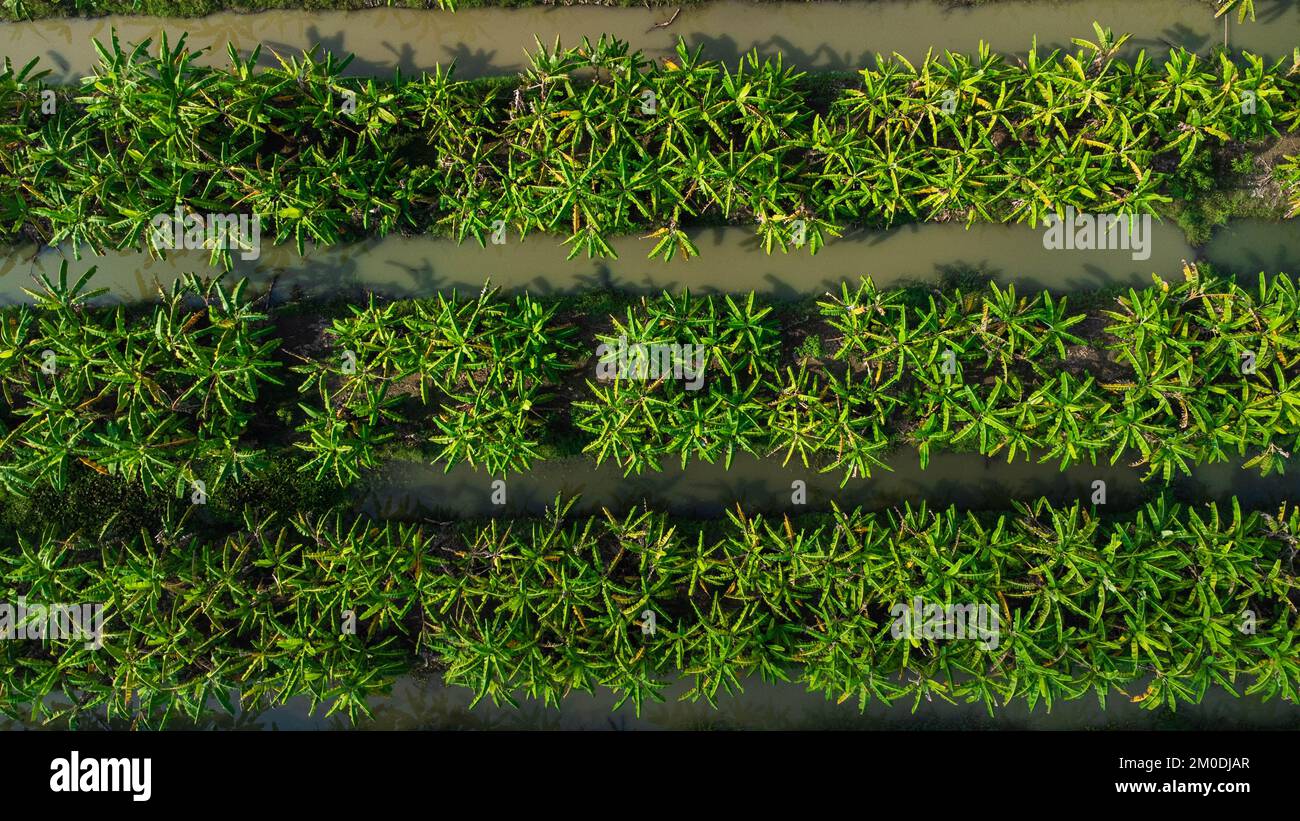 Aerial view of Cultivation trees and plantation in outdoor nursery ...