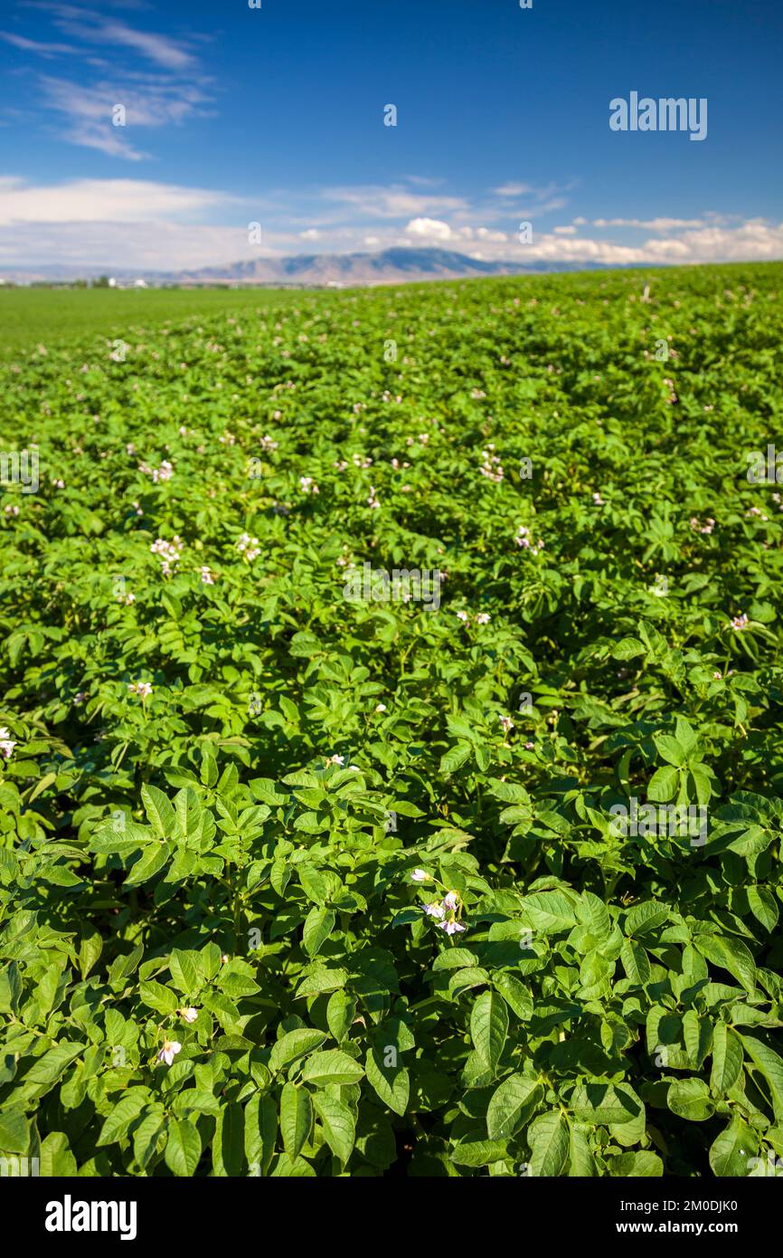 Idaho potato hi-res stock photography and images - Alamy