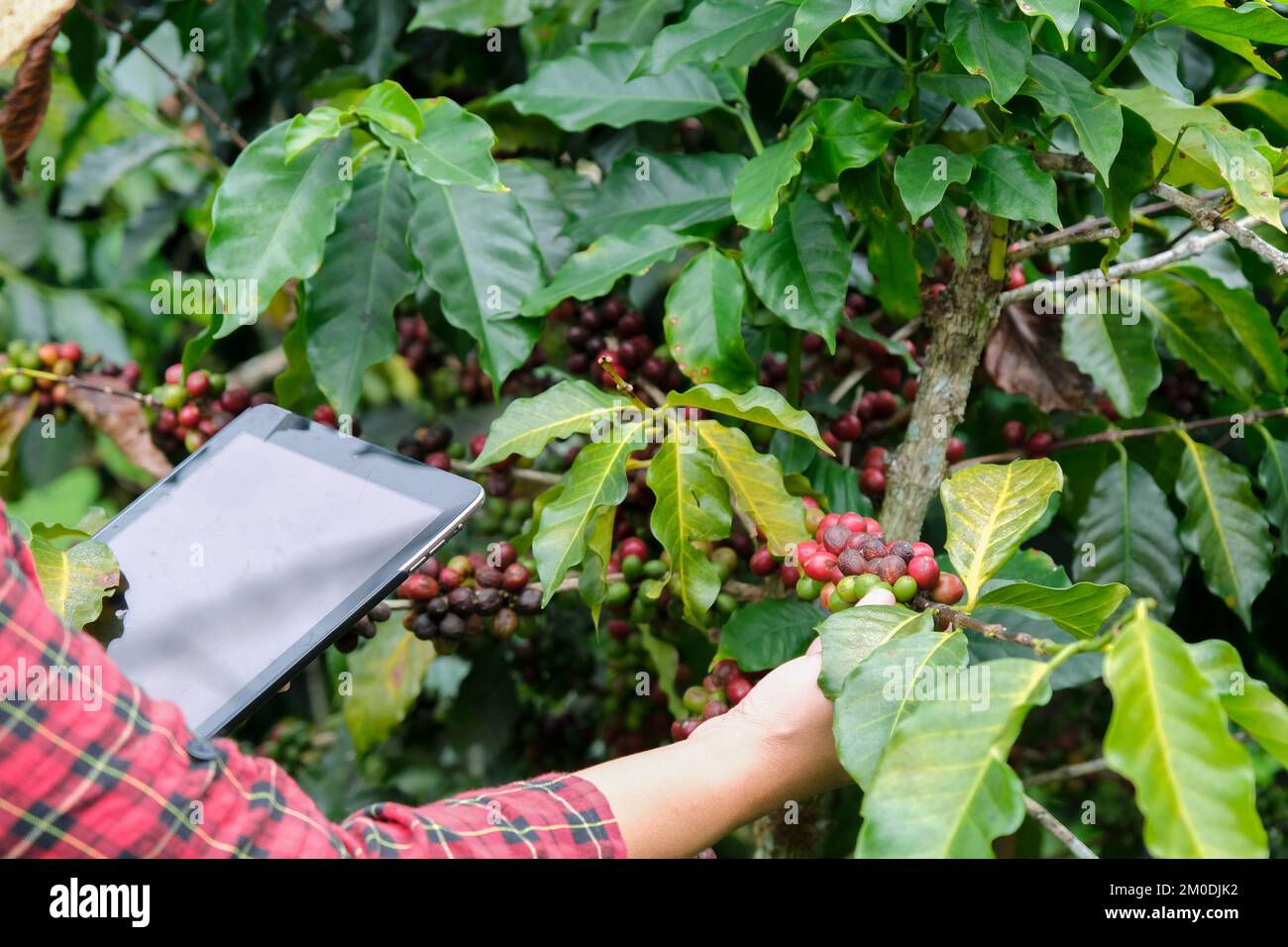 Modern Asian farmer using digital tablet and checking ripe coffee beans ...