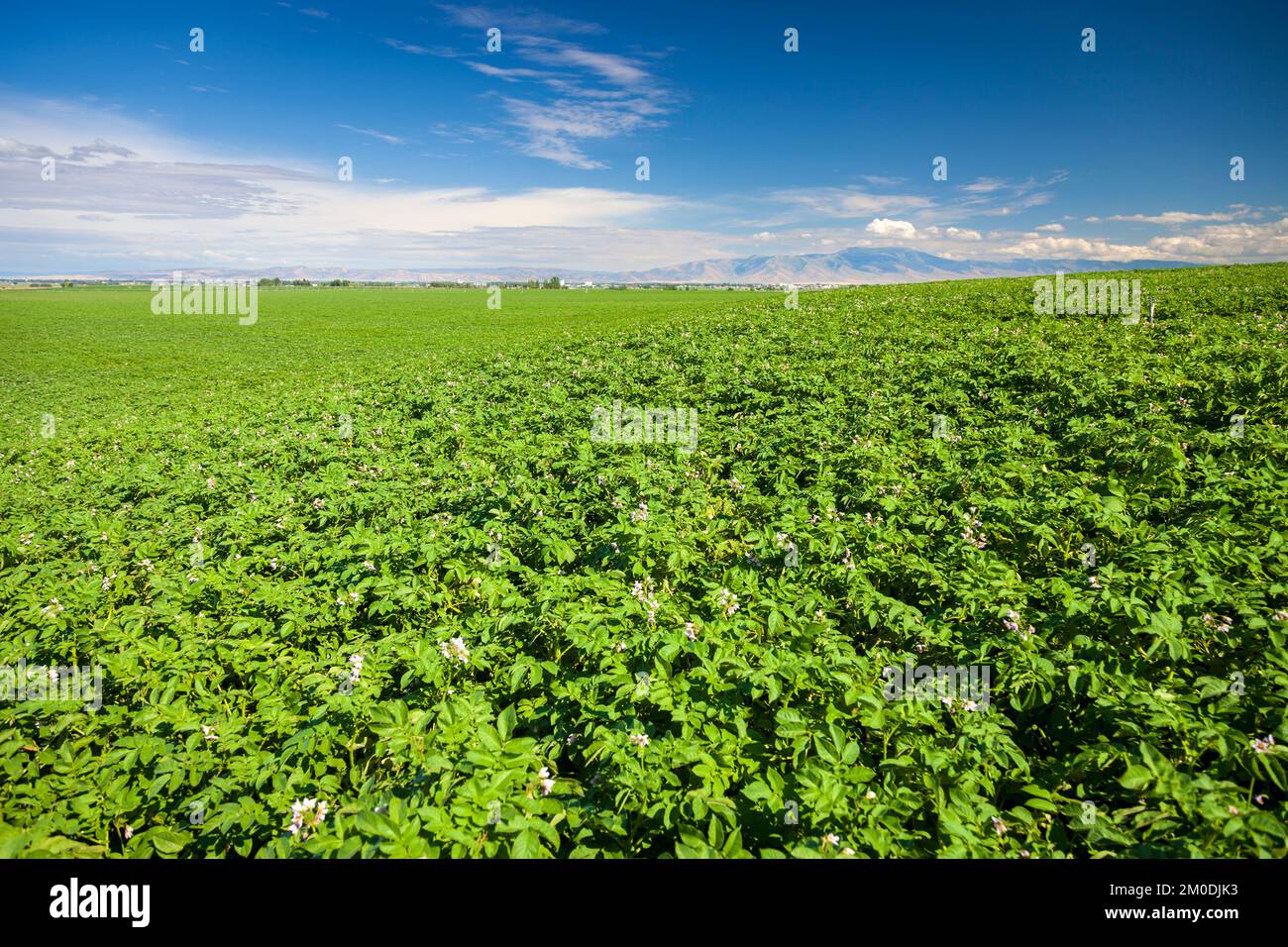 Potato field in southern Idaho Stock Photo - Alamy
