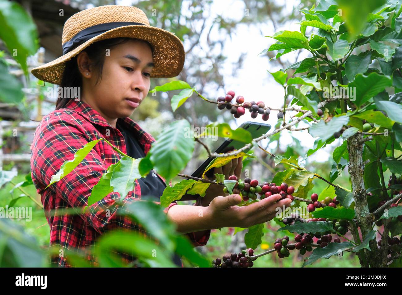 Modern Asian farmer using digital tablet and checking ripe coffee beans ...