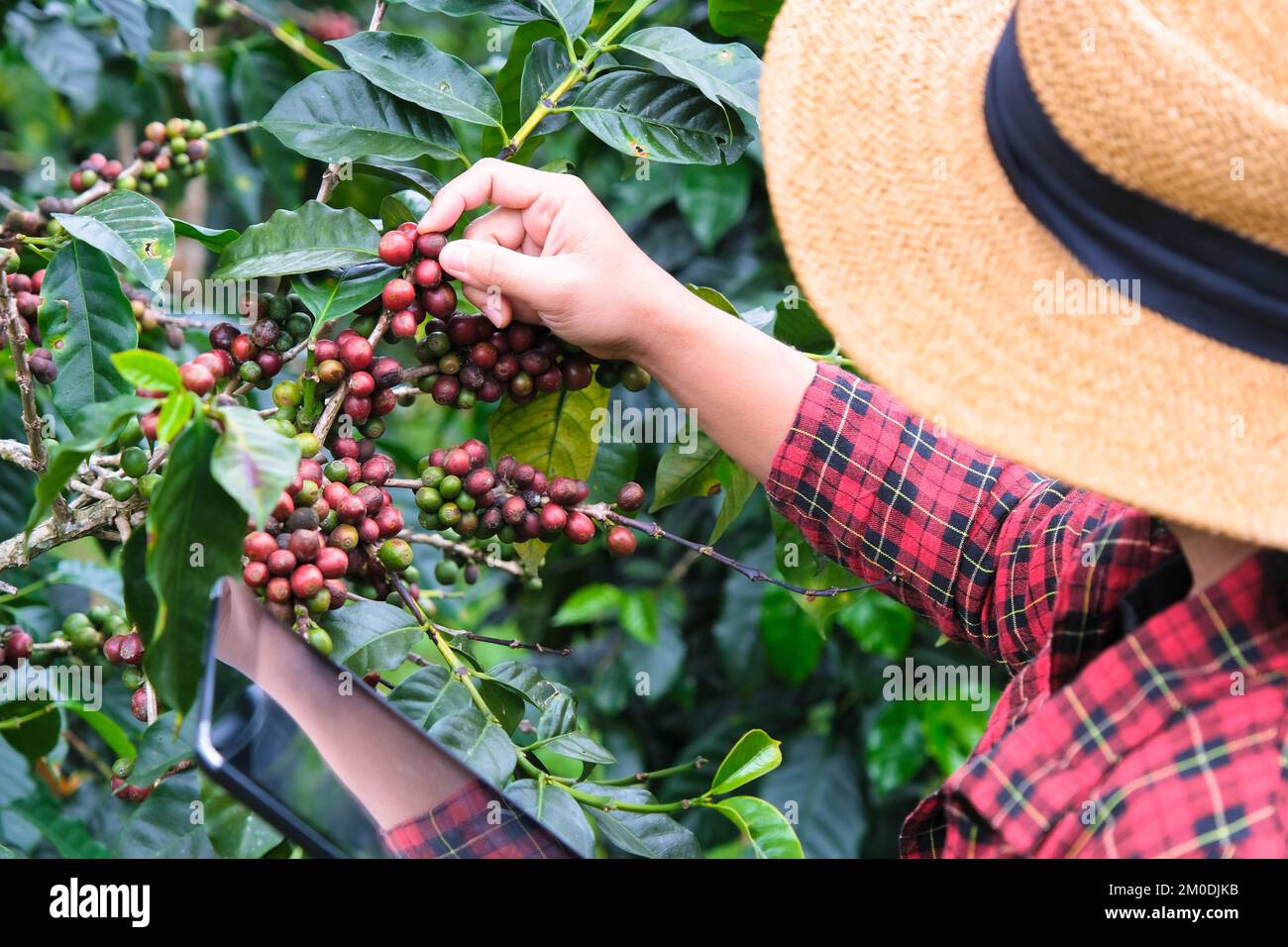 Modern Asian farmer using digital tablet and checking ripe coffee beans ...