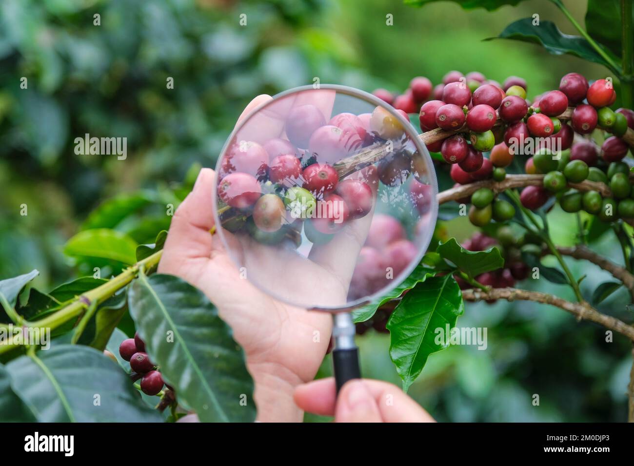Cropped shot of modern farmer holding magnifying glass looking at ...