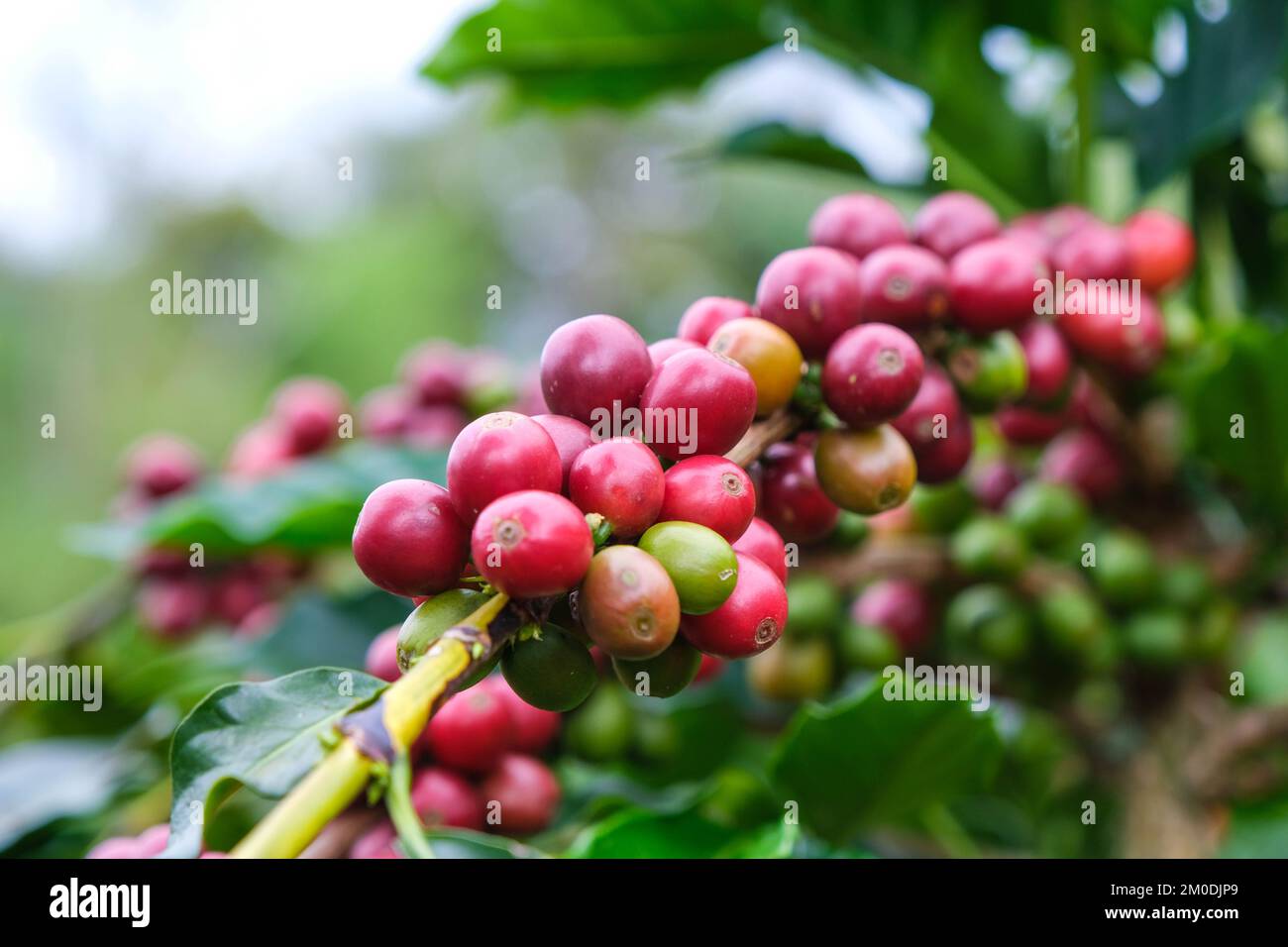 Coffee bushes ripen in the mountains of Thailand ready to be harvested ...