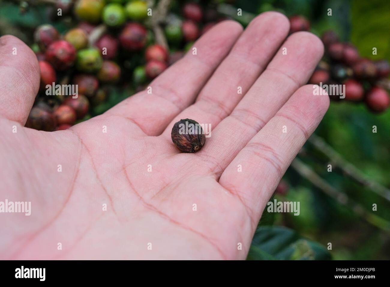 Human hand holding coffee beans damaged by fungus. Coffee beans are ...