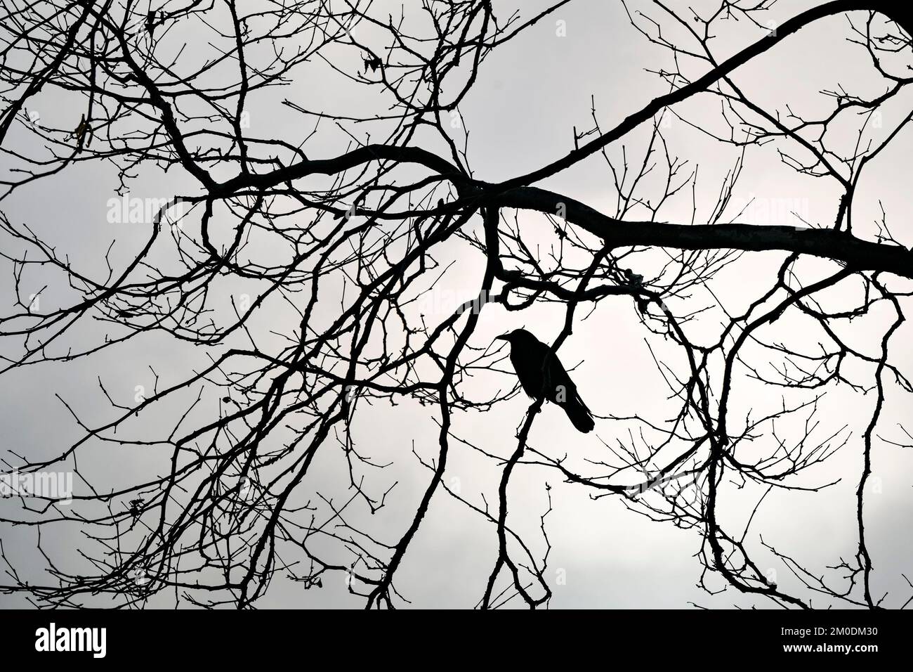 Crow silhouette hi-res stock photography and images - Alamy
