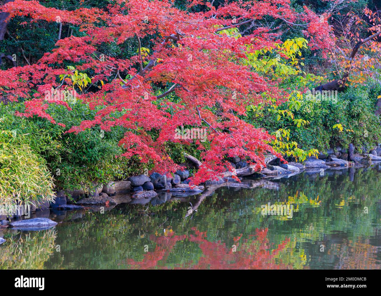 Vibrant pond hi-res stock photography and images - Alamy
