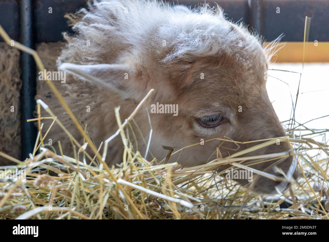 A portrait of the sheep (OVIS ARIES) eats hay from the feeder in a ...