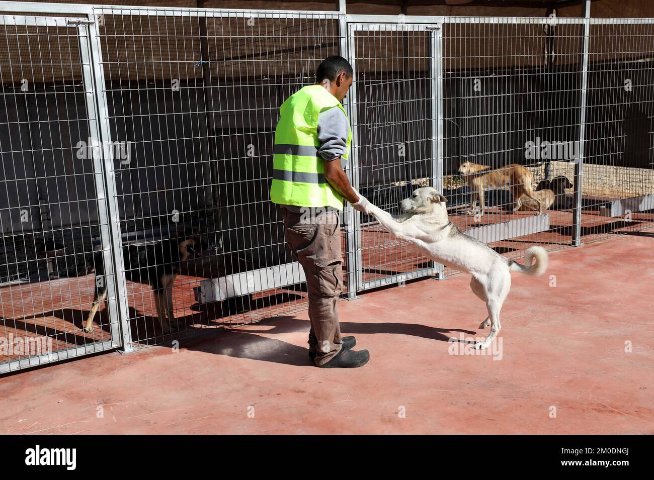 Ramallah. 19th Nov, 2022. A staff member interacts with a dog at a ...