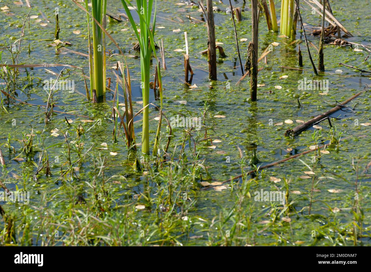 Office of Multimedia - Nutrient Pollution Germantown , Environmental ...