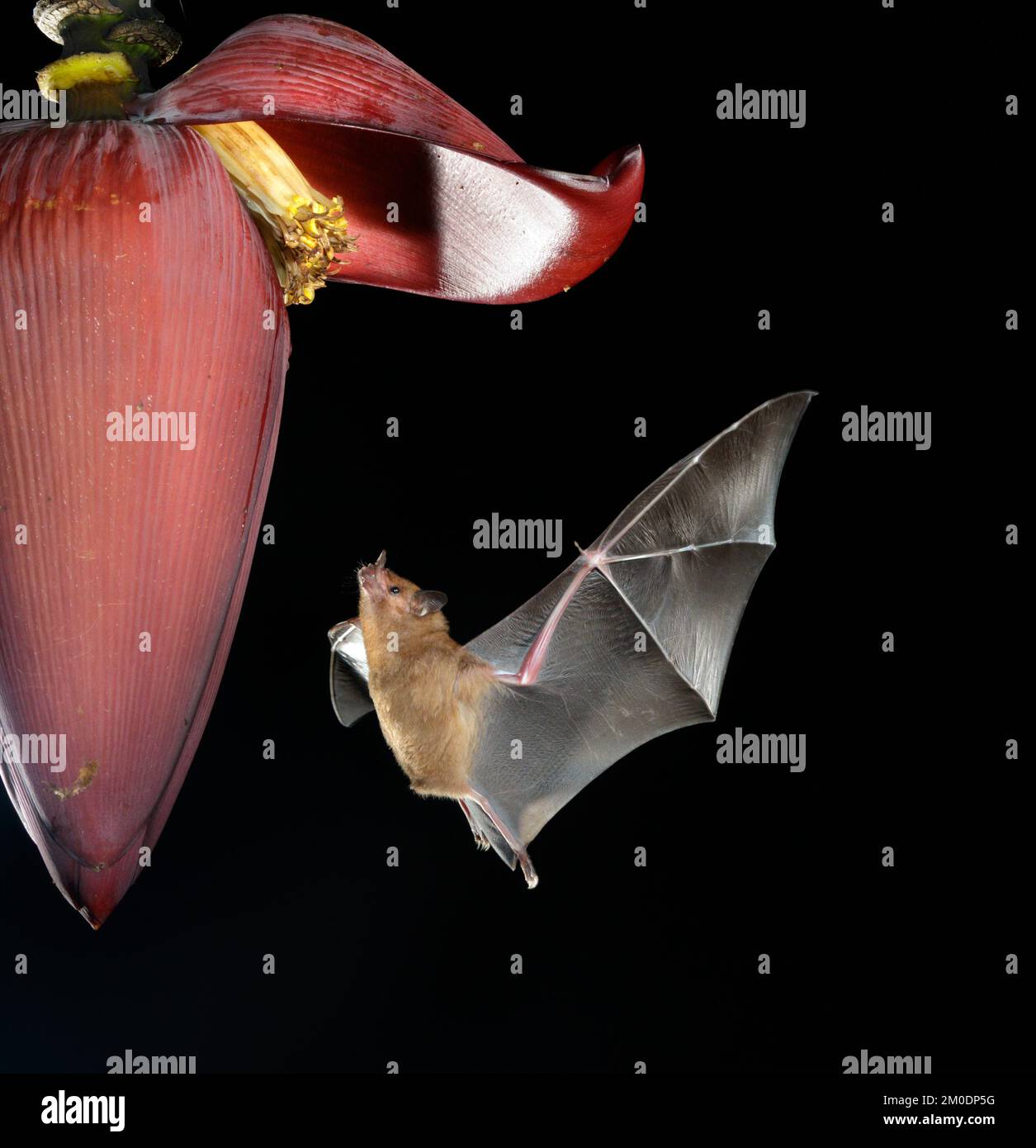 Long tongued bat hi-res stock photography and images - Alamy