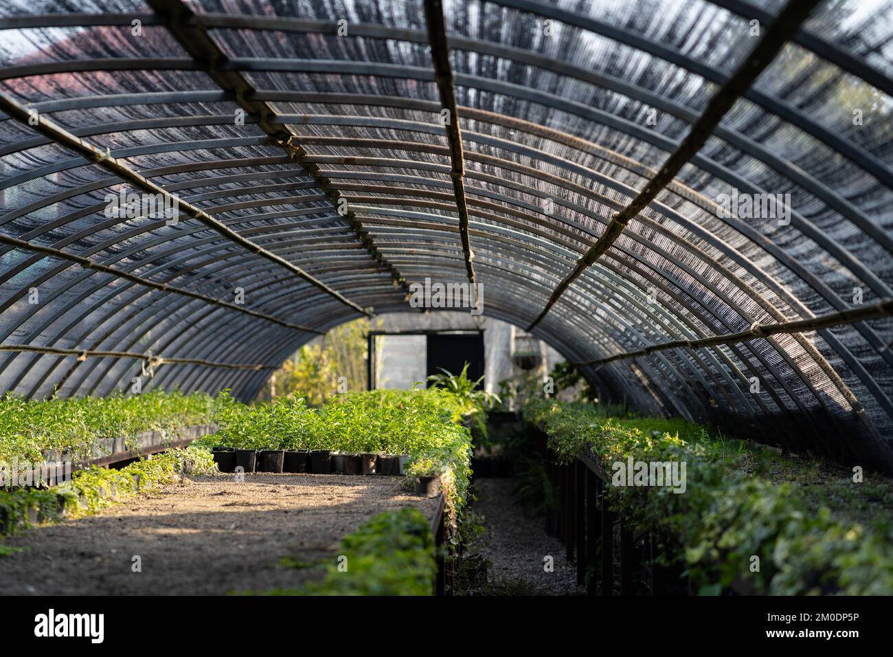 Greenhouse room with tropical plants located along long corridors ...