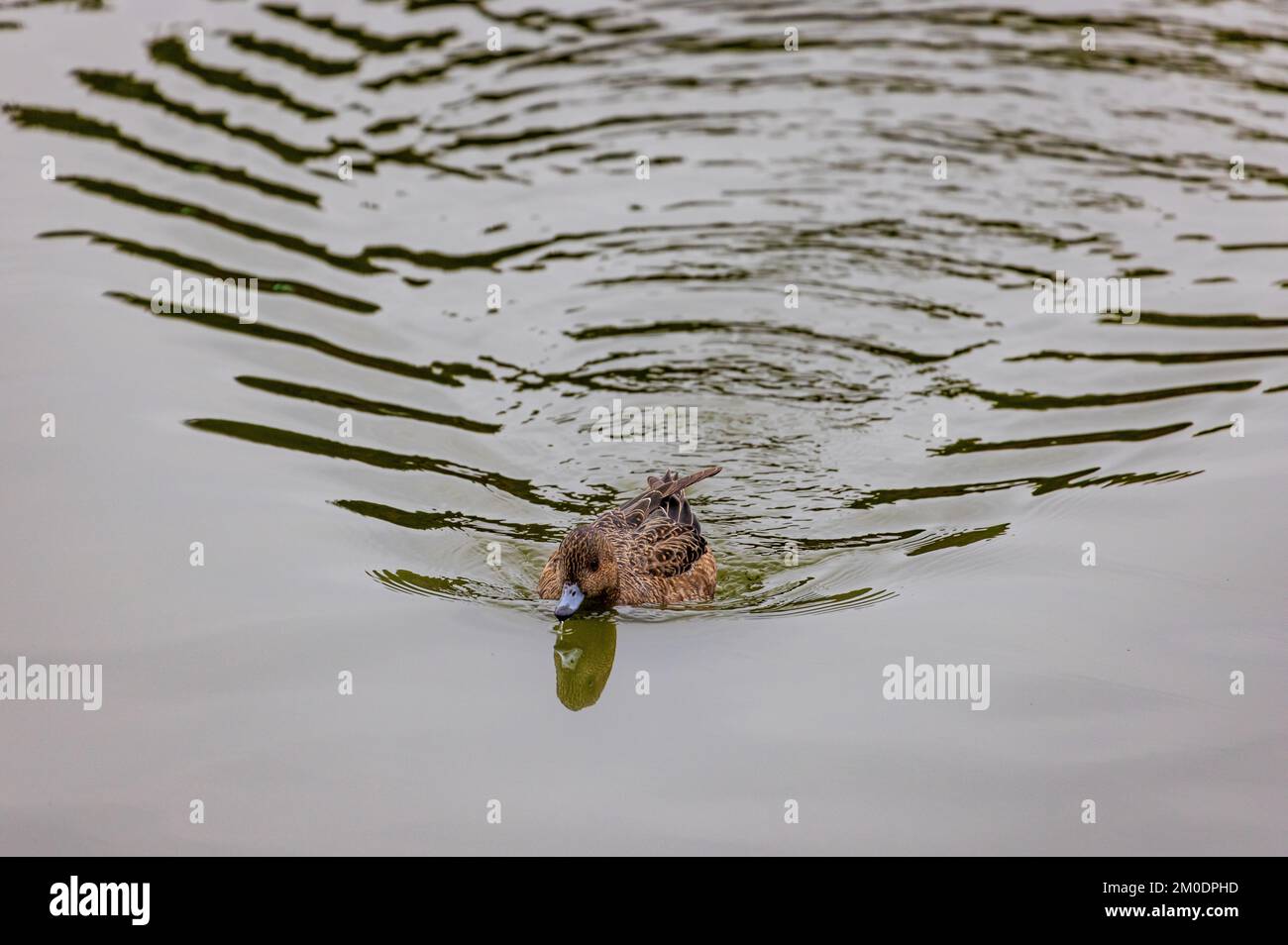 Duck swimming forward hi-res stock photography and images - Alamy