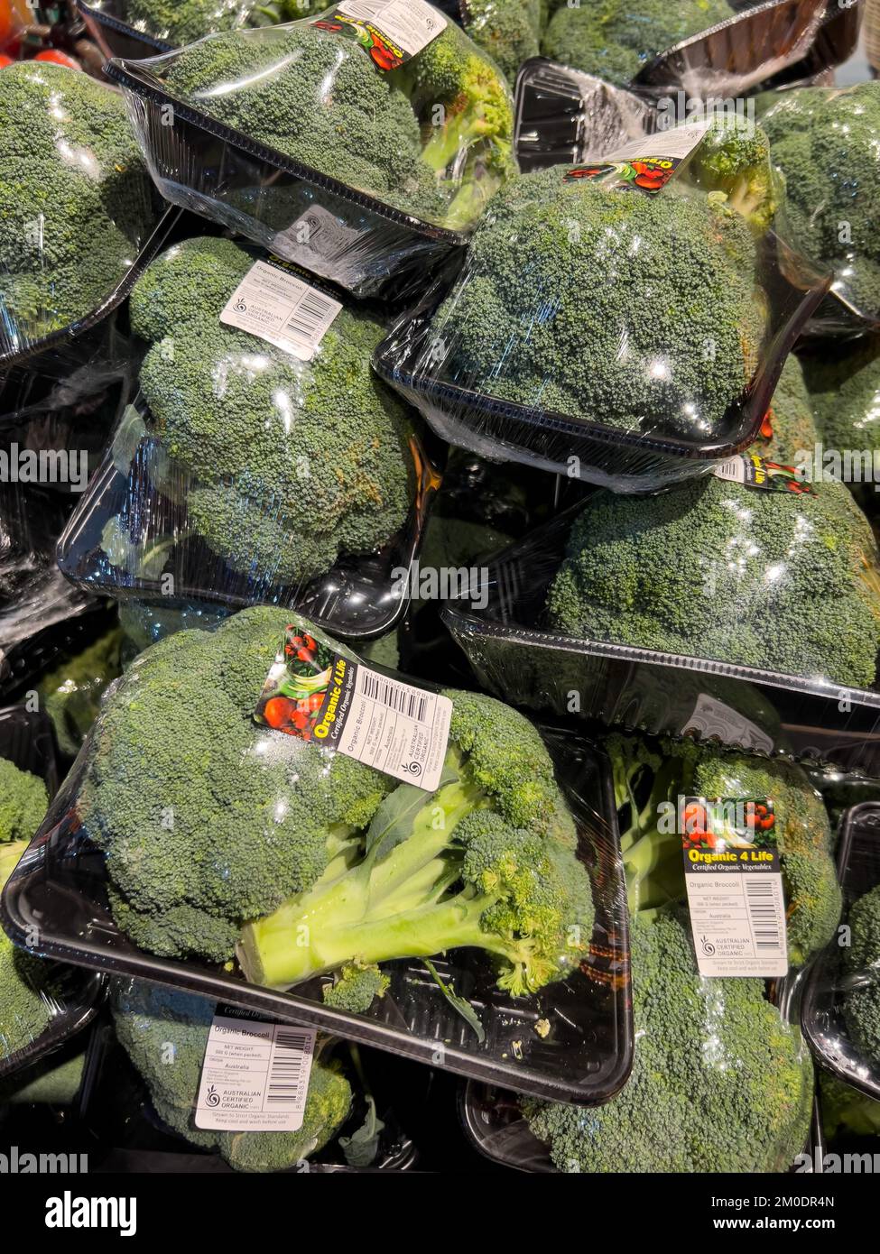 Fresh broccoli plant produce wrapped up to maintain freshness and ...