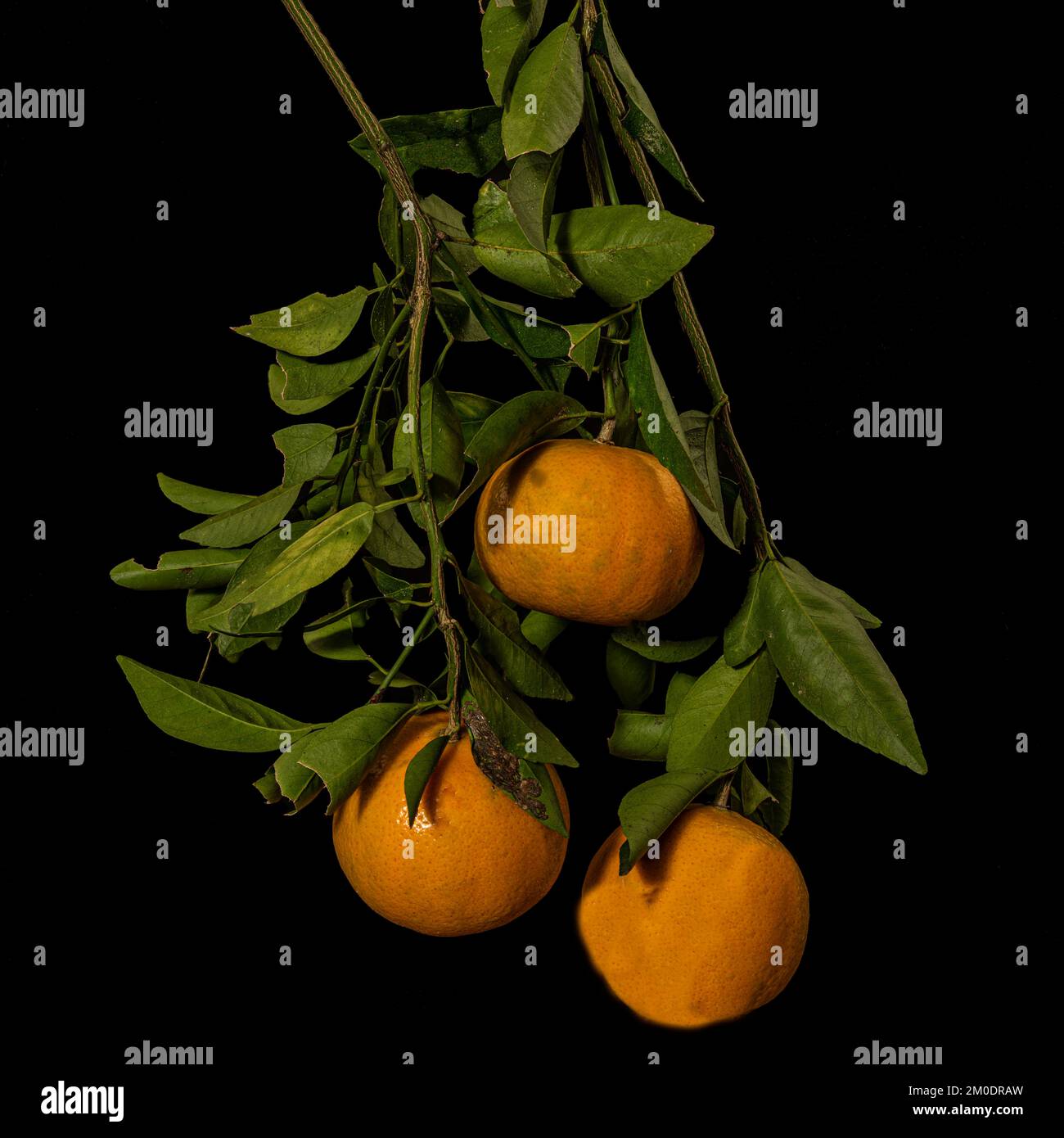 Ripe orange tangerines on branches hi-res stock photography and images ...
