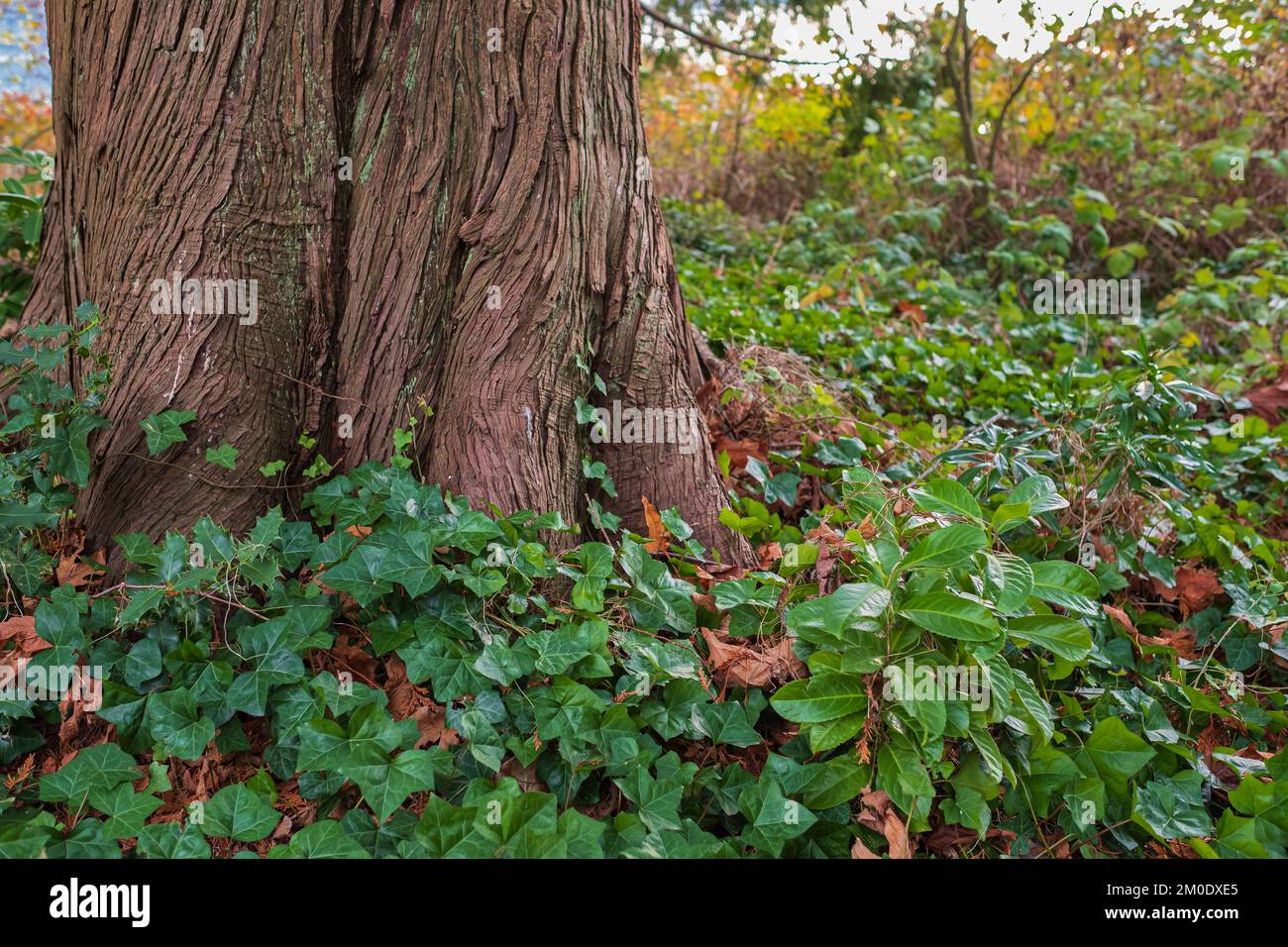 English ivy spreads on the ground and forms a lawn. Thick ivy grows up ...