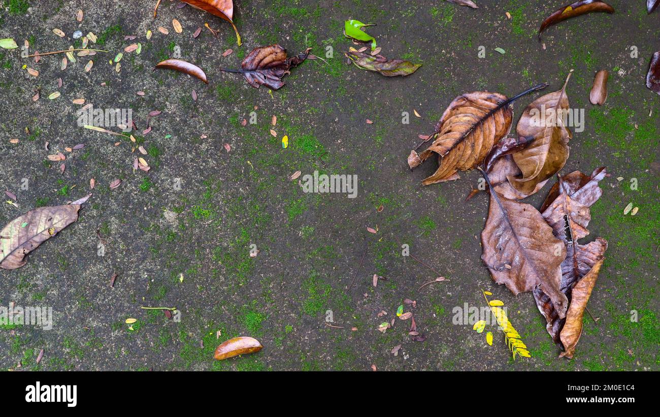 Mossy concrete road texture with dry leaves Stock Photo - Alamy