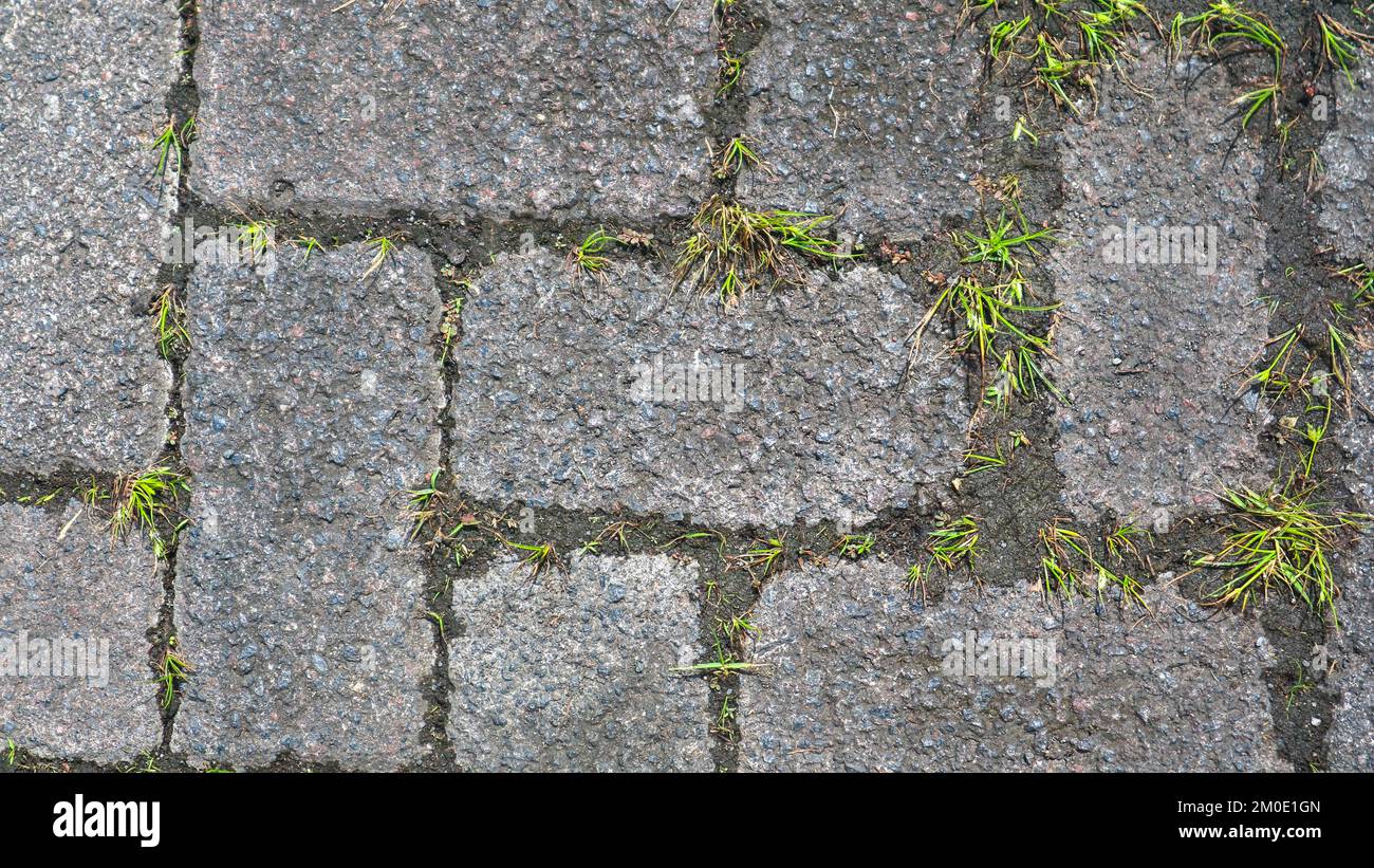 paving block texture with weeds in the gaps in the background Stock ...