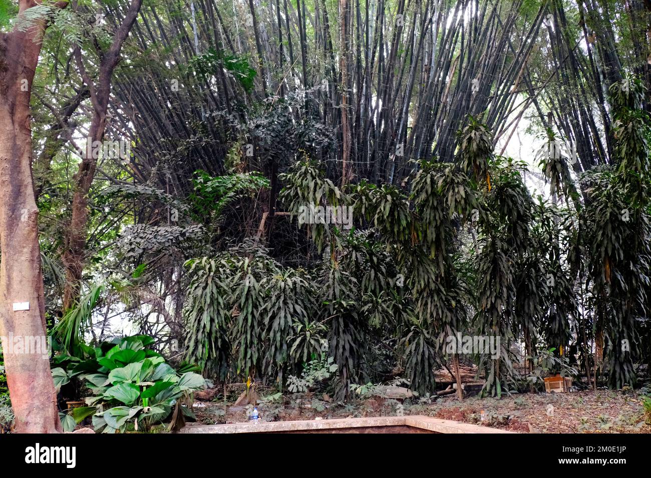 04 December 2022, Pune, India, Empress Botanical Garden, a green ...