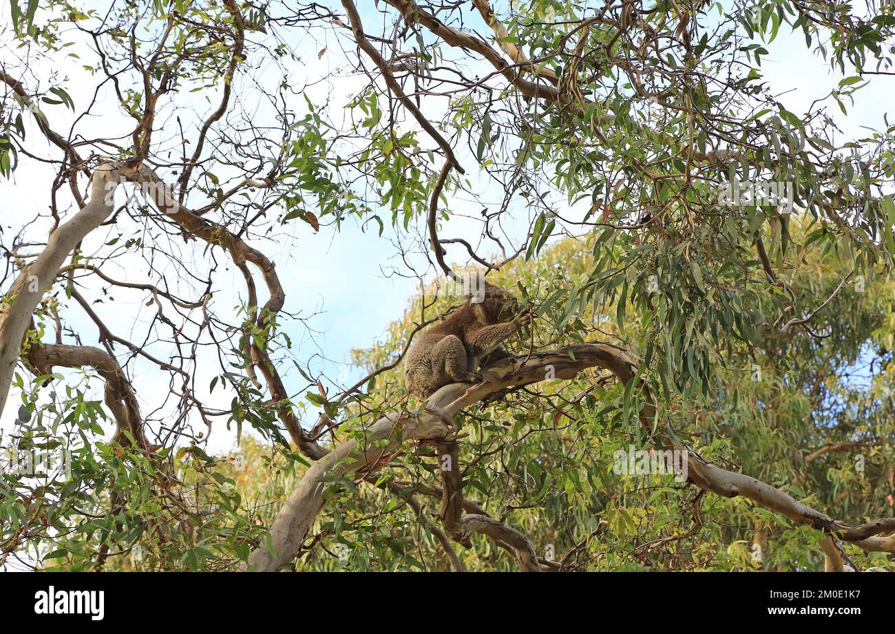 Koala on eucalyptus tree eating - Australia Stock Photo - Alamy