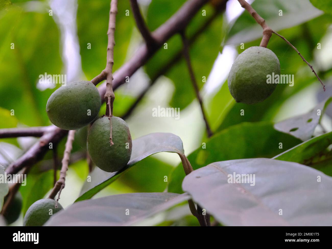 04 December 2022, Pune, India, Empress Botanical Garden, a green ...