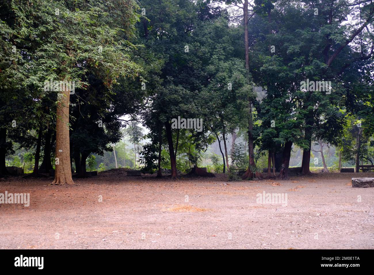 04 December 2022, Pune, India, Empress Botanical Garden, a green ...
