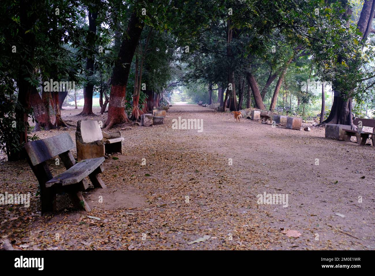 04 December 2022, Pune, India, Empress Botanical Garden, a green ...