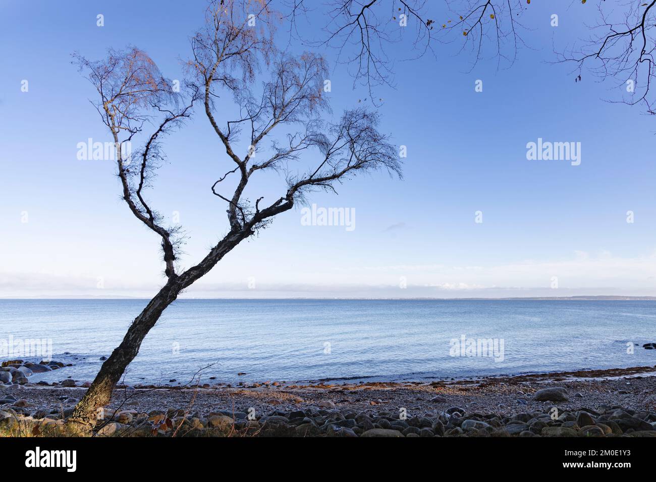 Single birch tree hi-res stock photography and images - Alamy
