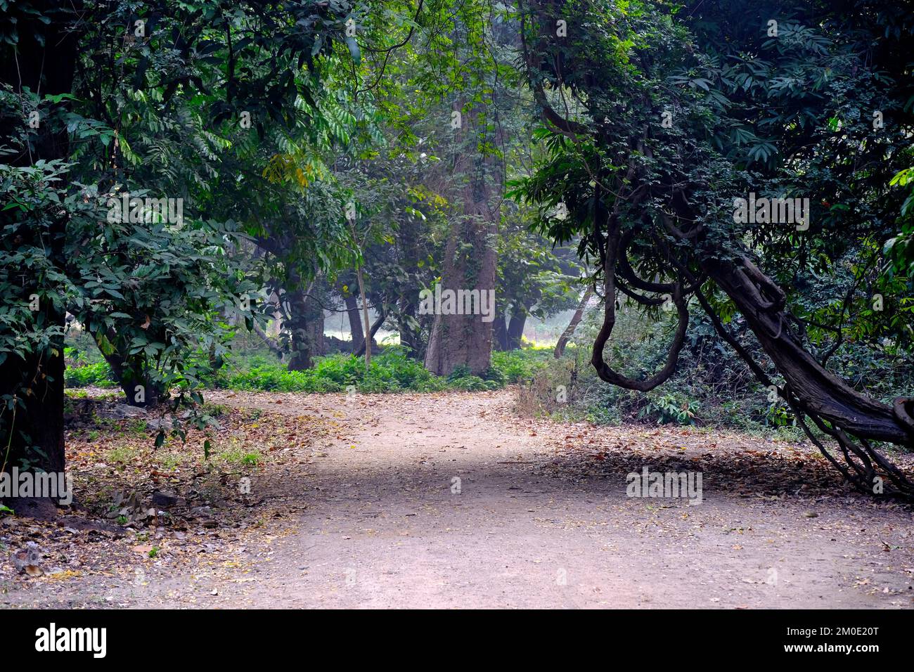 04 December 2022, Pune, India, Empress Botanical Garden, a green ...