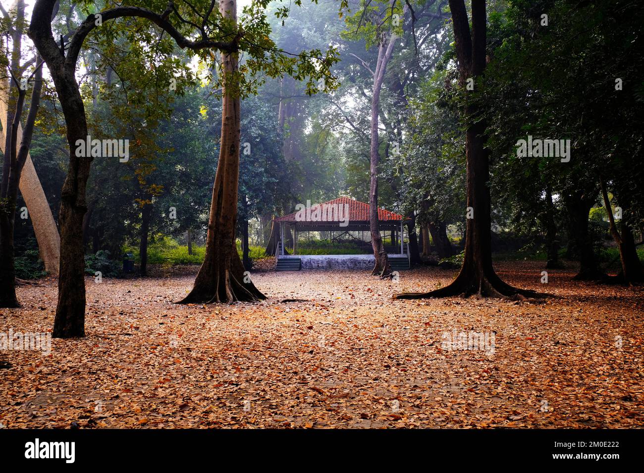 04 December 2022, Pune, India, Empress Botanical Garden, a green ...