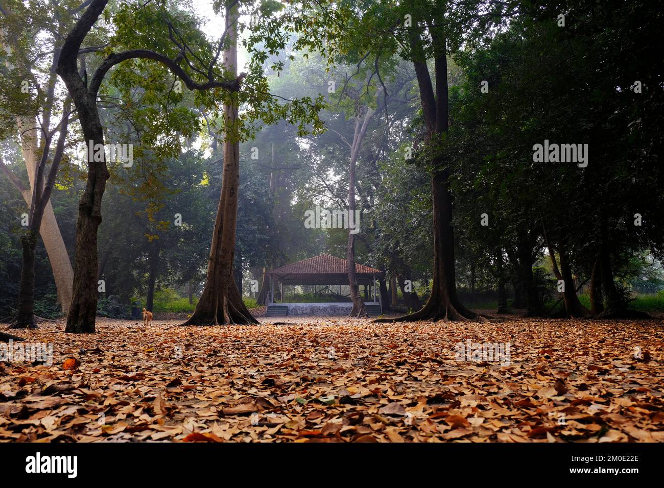 04 December 2022, Pune, India, Empress Botanical Garden, a green ...