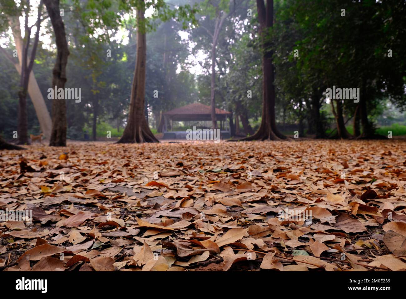 04 December 2022, Pune, India, Empress Botanical Garden, a green ...