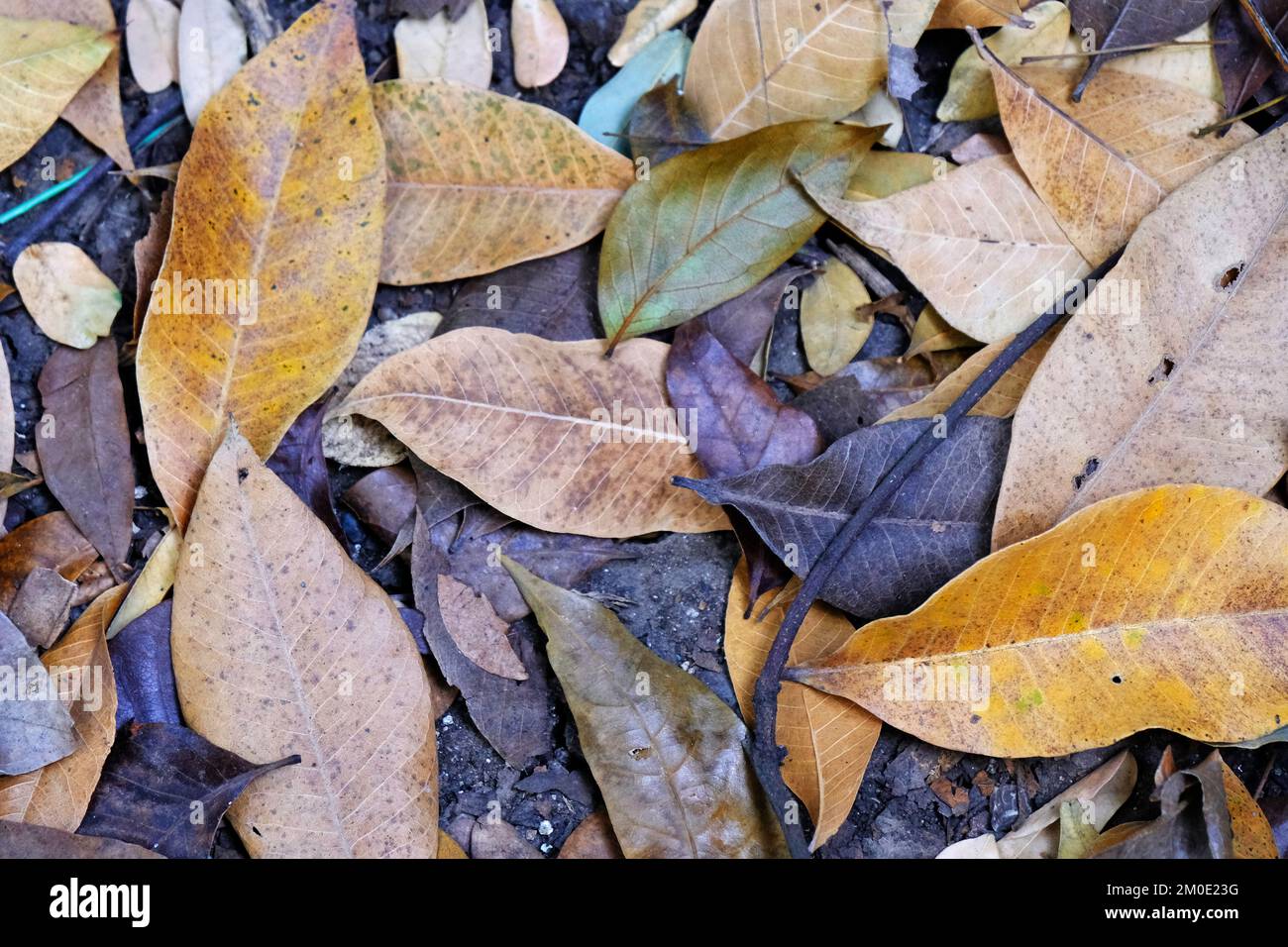 04 December 2022, Pune, India, Empress Botanical Garden, a green ...